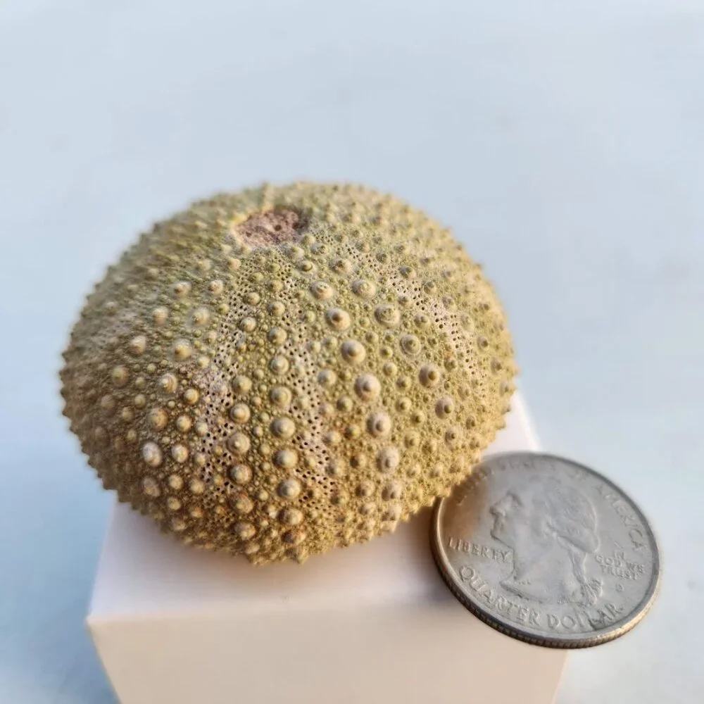 Hand Crafted | Accents | Whole Sea Urchin Fossil Shell Gems And ...